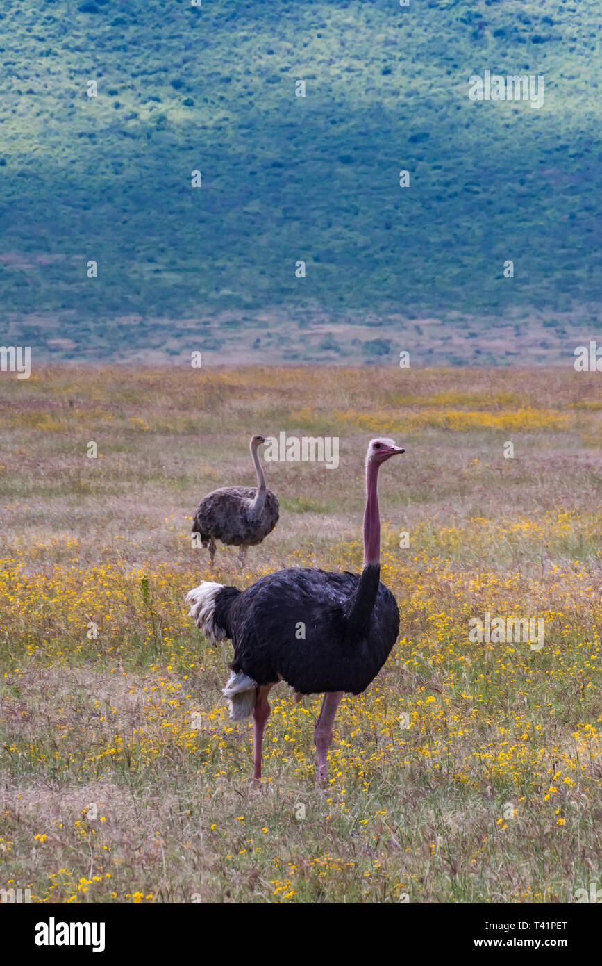 Common Ostrich (Struthio camels) foraging in Ngorongoro Crater Stock ...