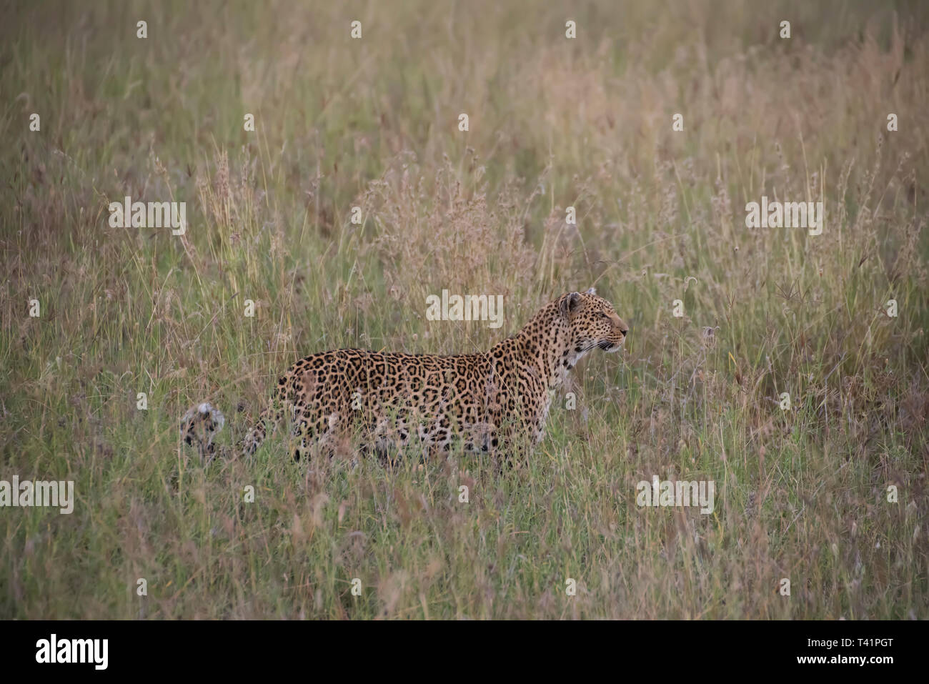 Leopard (Panthera pardus) stalking prey in grass Stock Photo - Alamy