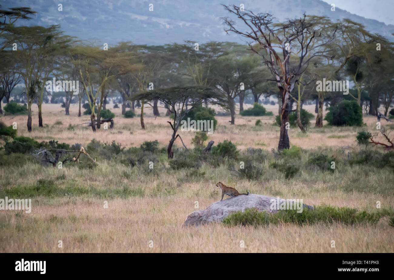 Leopard rock tanzania hi-res stock photography and images - Alamy