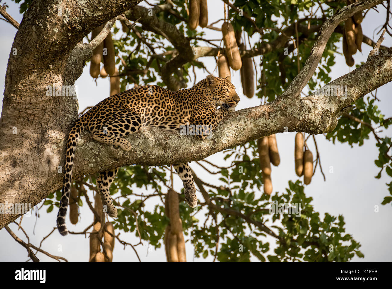 Leopard (Panthera pardus) perched in sausage pod tree Stock Photo - Alamy