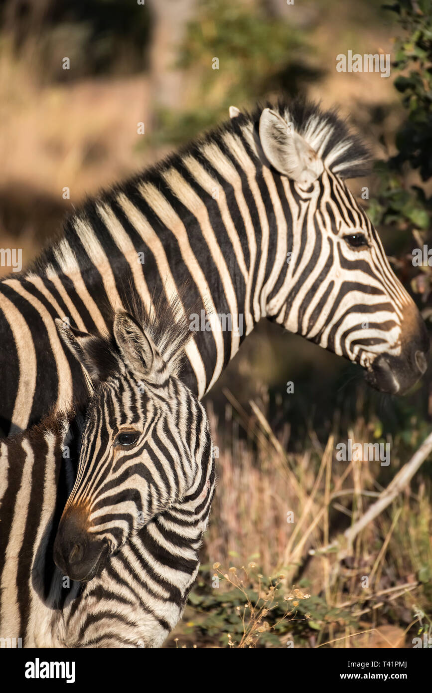 Zebra mother with it's young offspring Stock Photo - Alamy