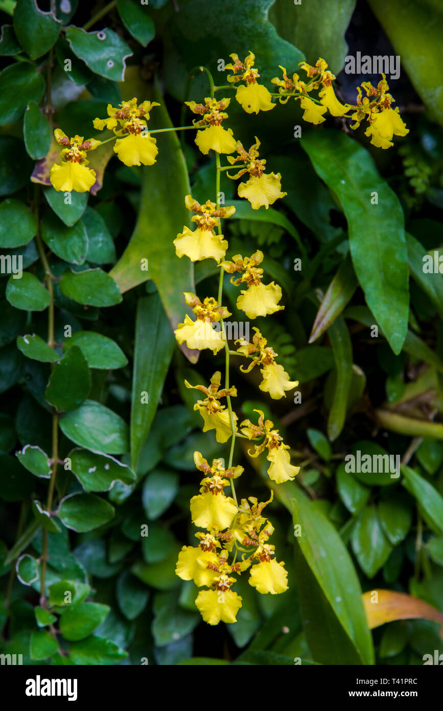 Orchids of indonesia hi-res stock photography and images - Alamy