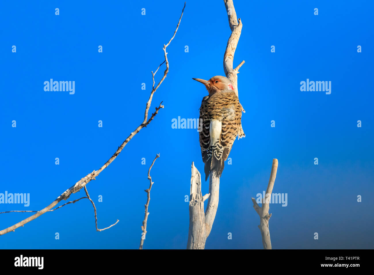 Northern Flicker (Colaptes auratus) on a bare branch Stock Photo - Alamy