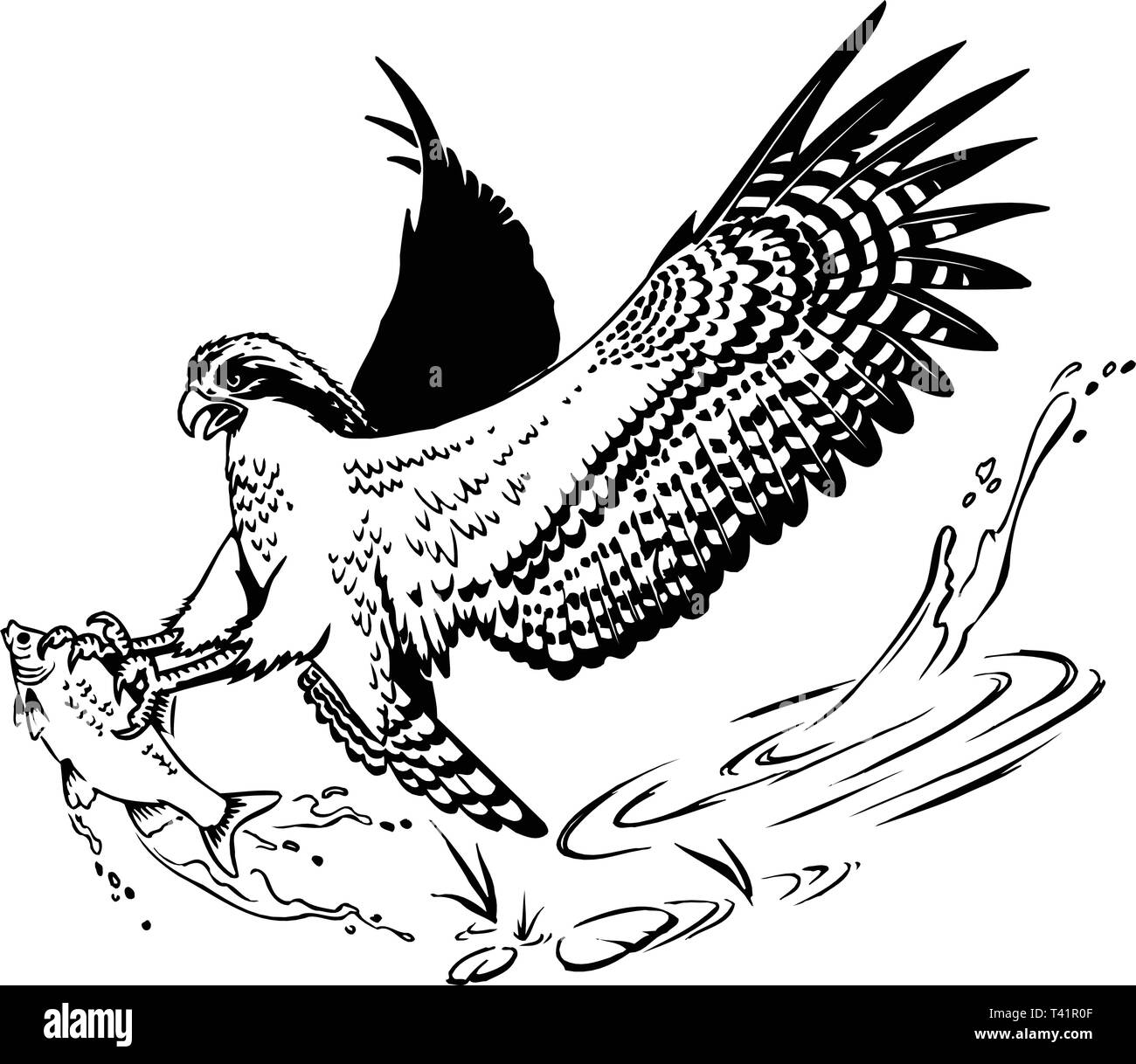 Osprey with Fish Vector Illustration Stock Vector Image & Art - Alamy