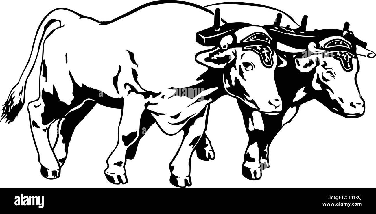 Ox oxen Black and White Stock Photos & Images - Alamy