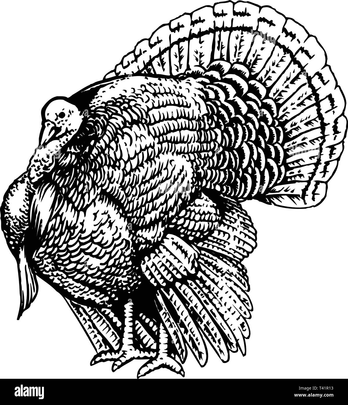 Turkey Vector Illustration Stock Vector Image & Art - Alamy Turkey Vector Illustration Stock Vector Image & Art - Alamy