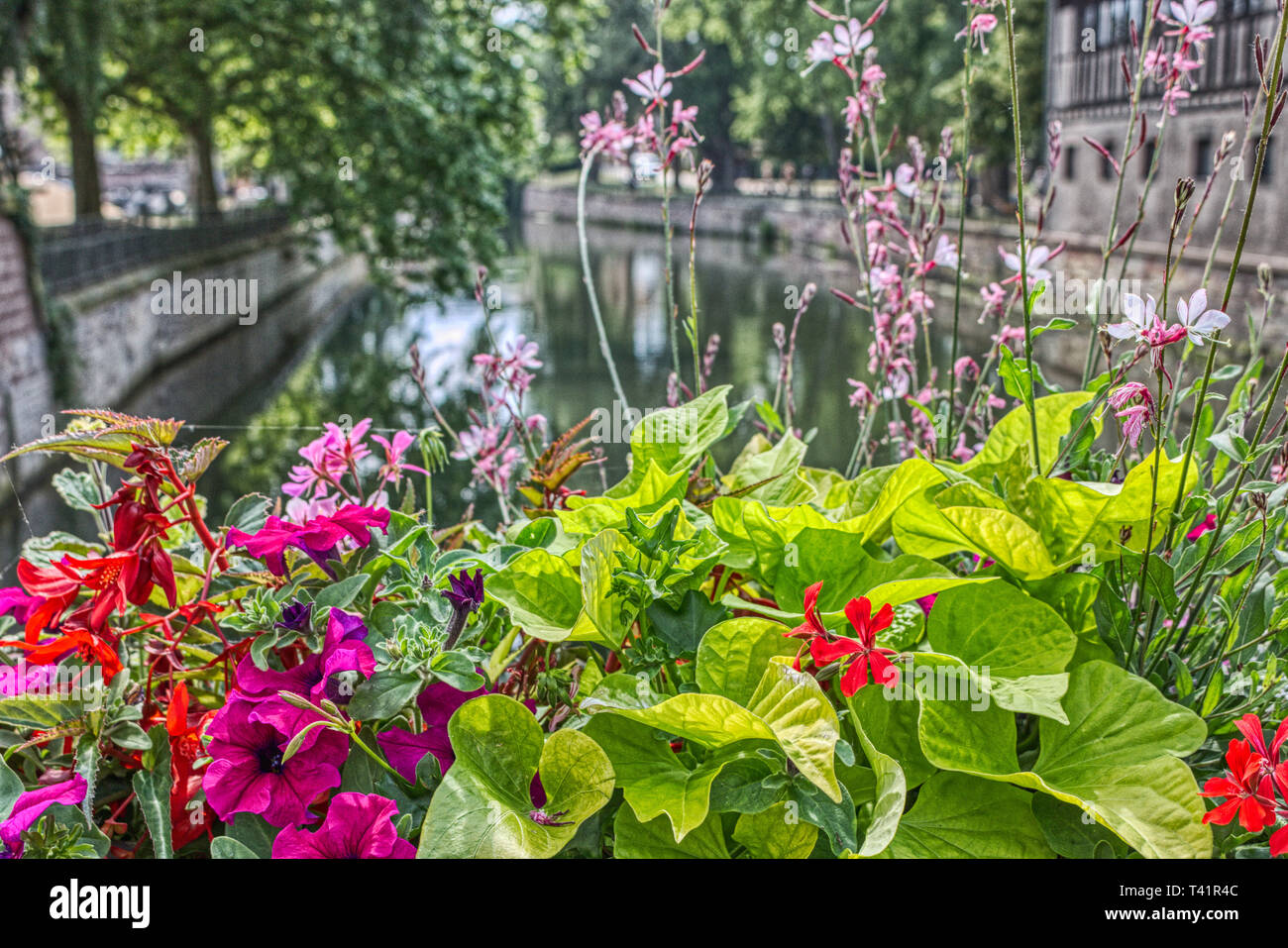 This unique photo shows beautiful flowers on a bridge. one recognizes a ...