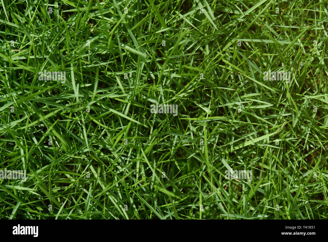 Green grass background. Clean fresh grass plant above view Stock Photo ...