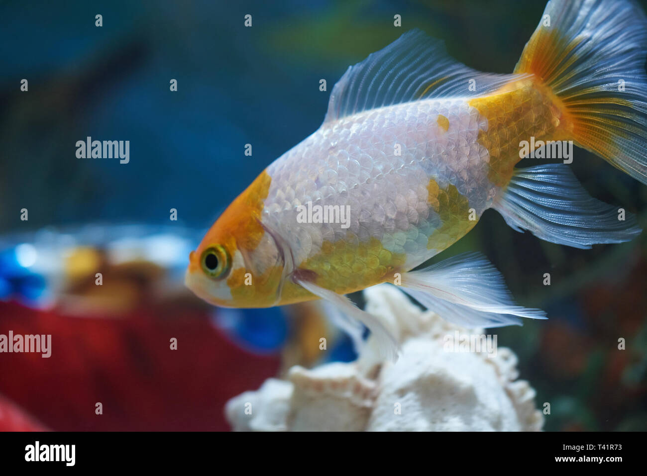 Aquatic animal deep sea ocean hi-res stock photography and images - Alamy