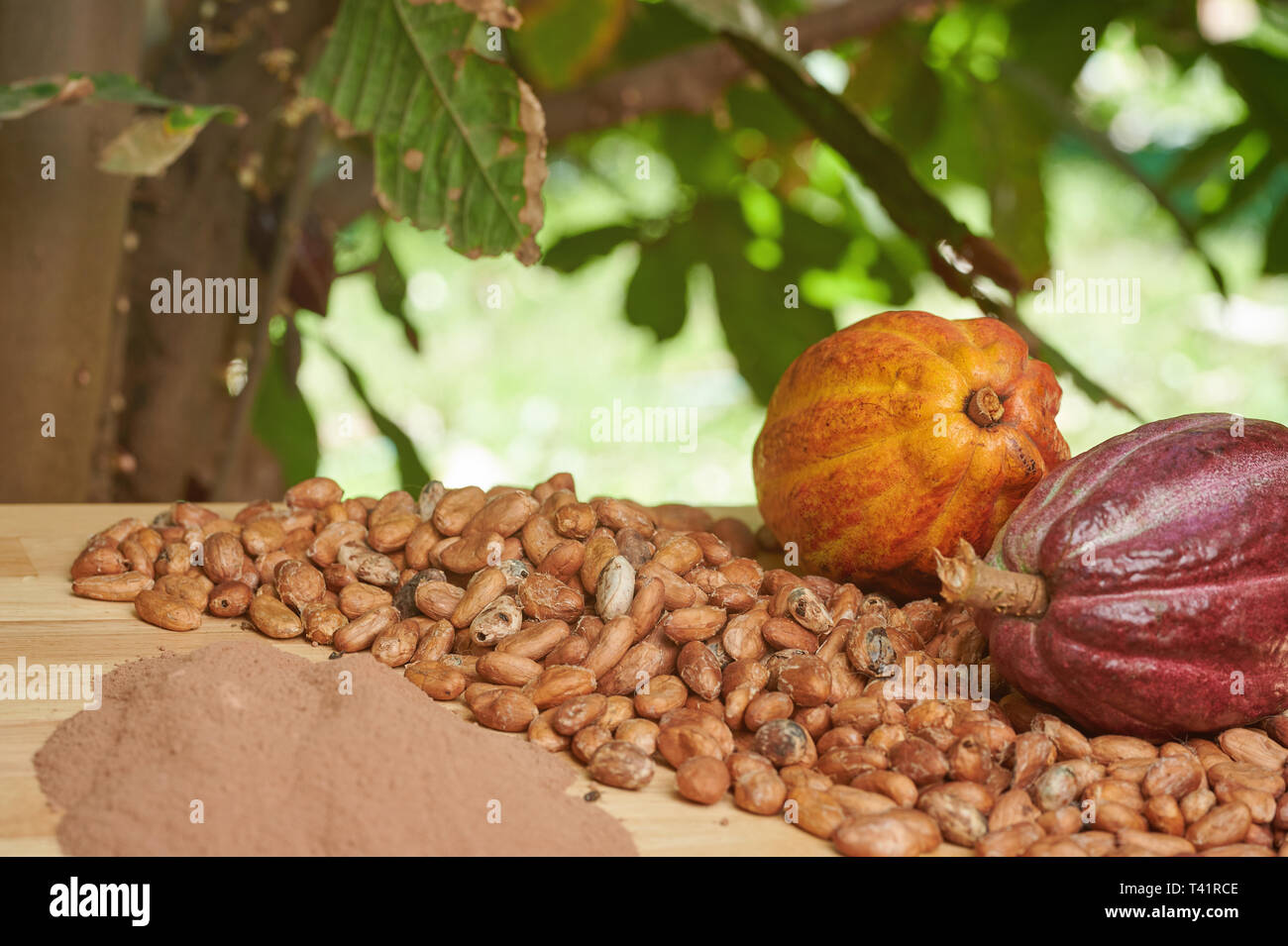Cacao tree seeds hi-res stock photography and images - Alamy