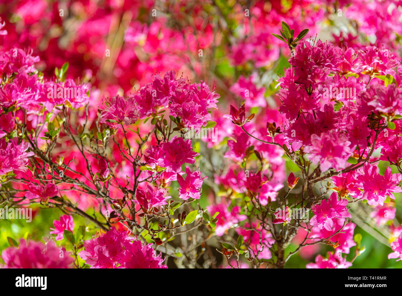 Beautiful full bloom colorful Indian Azaleas ( Rhododendron simsii ...