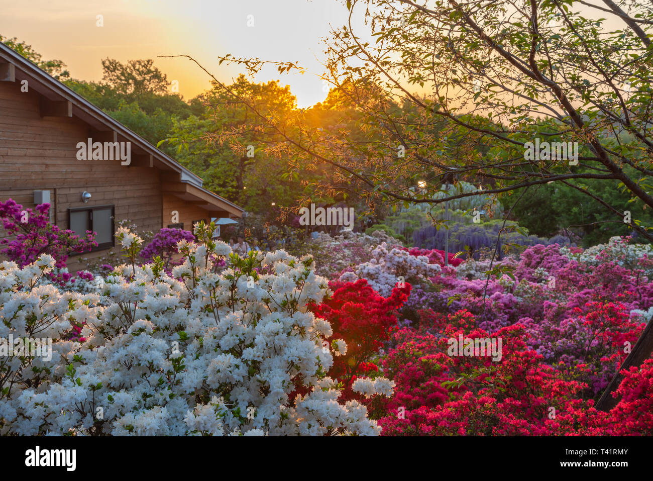 Beautiful full bloom colorful Indian Azaleas ( Rhododendron simsii ...