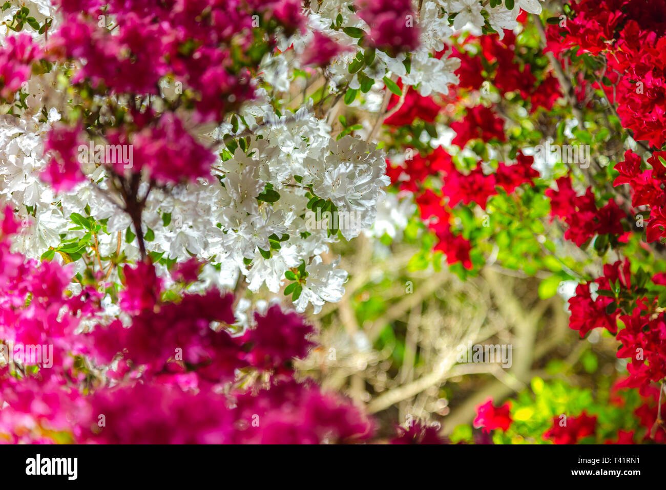 Beautiful full bloom colorful Indian Azaleas ( Rhododendron simsii ...