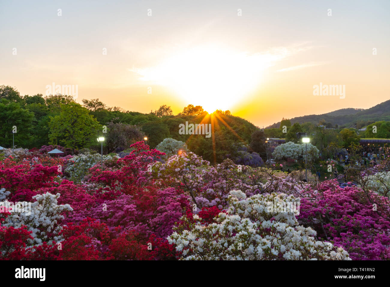 Beautiful full bloom colorful Indian Azaleas ( Rhododendron simsii ...