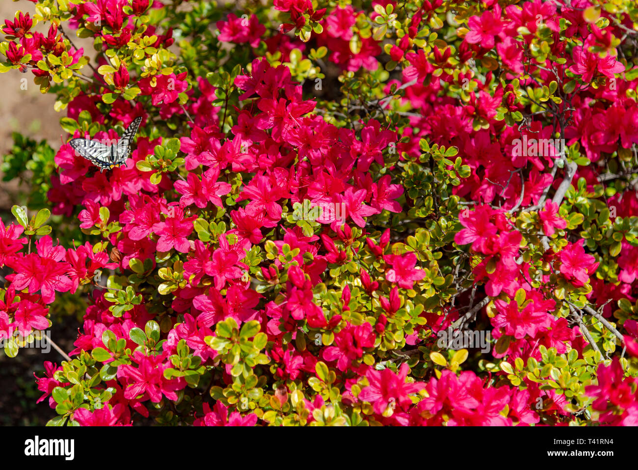 Beautiful full bloom colorful Indian Azaleas ( Rhododendron simsii ...