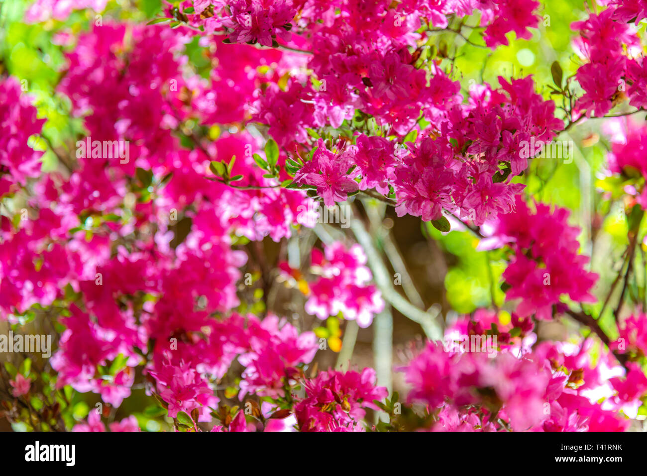 Beautiful full bloom colorful Indian Azaleas ( Rhododendron simsii ...