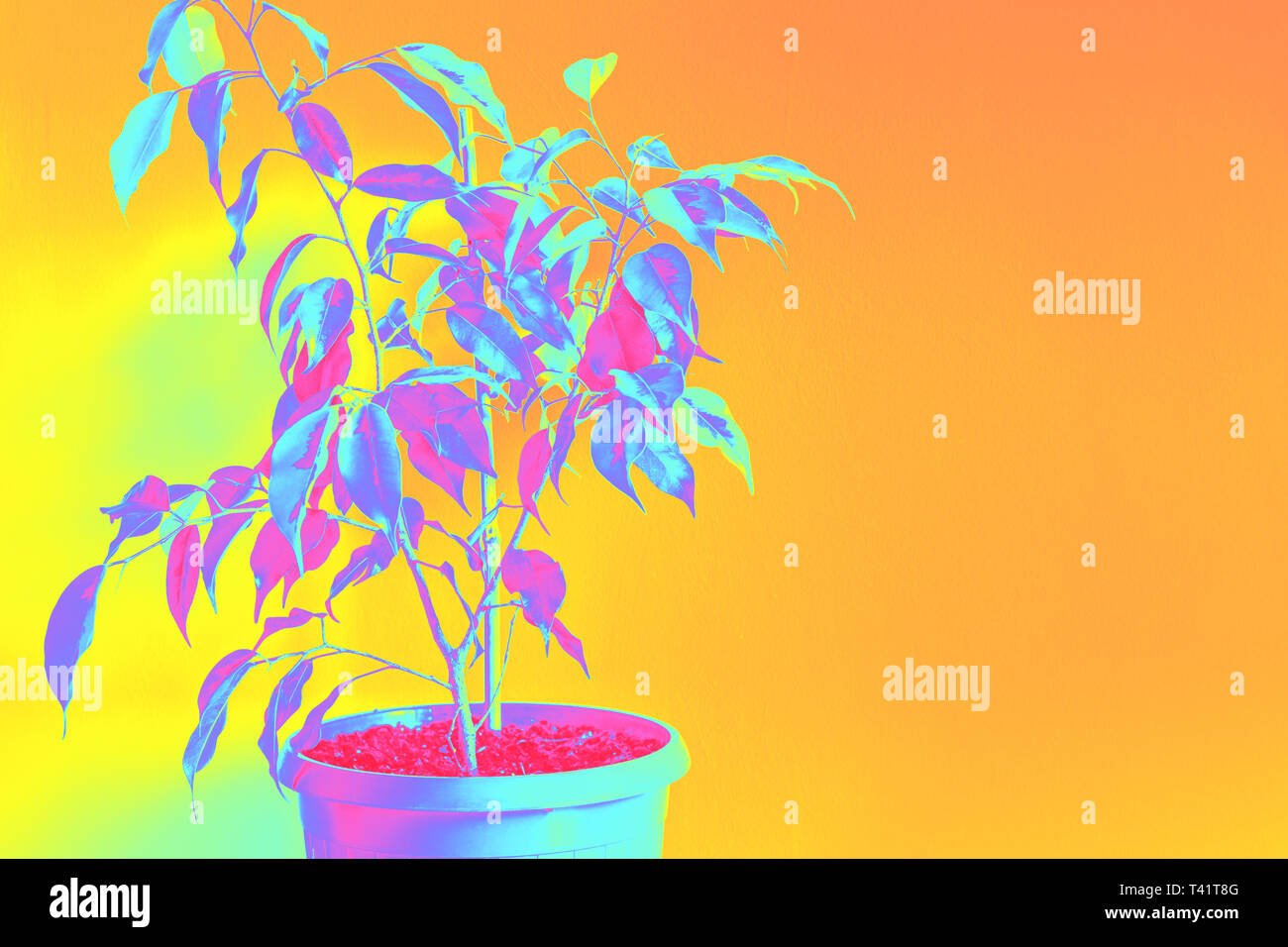 Potted ficus benjamin houseplant. Vibrant Neon Colors Stock Photo - Alamy