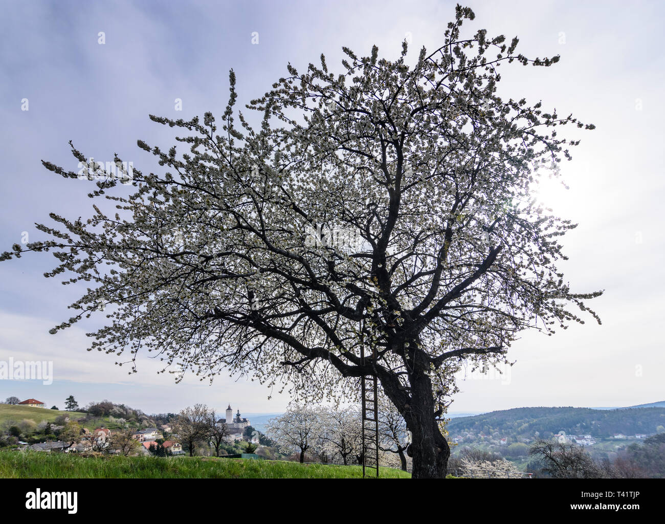Forchtenstein: Forchtenstein Castle, Cherry Blossom tree in Neusiedler ...