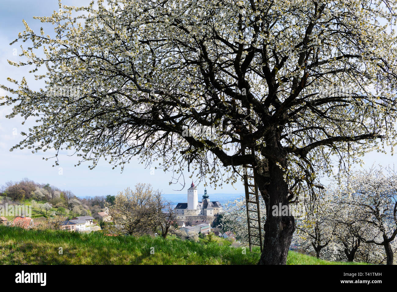 Forchtenstein: Forchtenstein Castle, Cherry Blossom tree in Neusiedler ...
