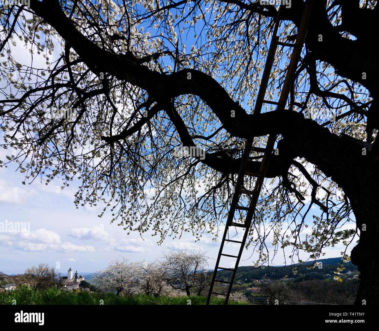 Forchtenstein: Forchtenstein Castle, Cherry Blossom tree in Neusiedler ...