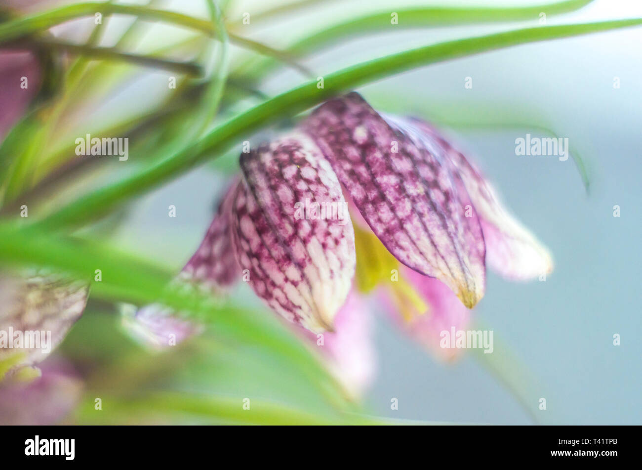 Blossom of the checkerboard flower fritillaria meleagris hi-res stock ...