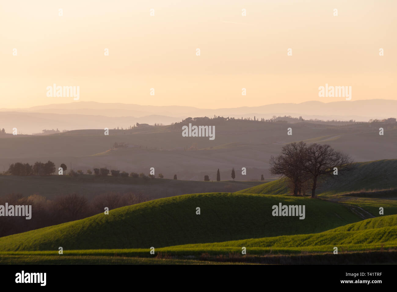 Abstract shapes suggestive of trees hi-res stock photography and images ...