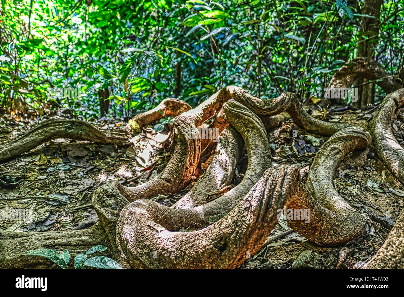 This unique photo shows a huge curving root in the Thai jungle. the ...