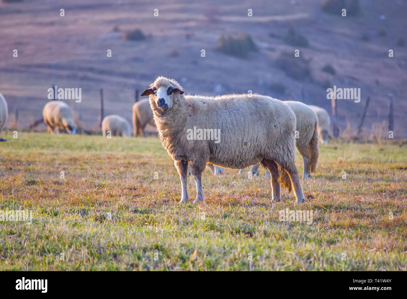 Herd of sheeps in the field hi-res stock photography and images - Alamy