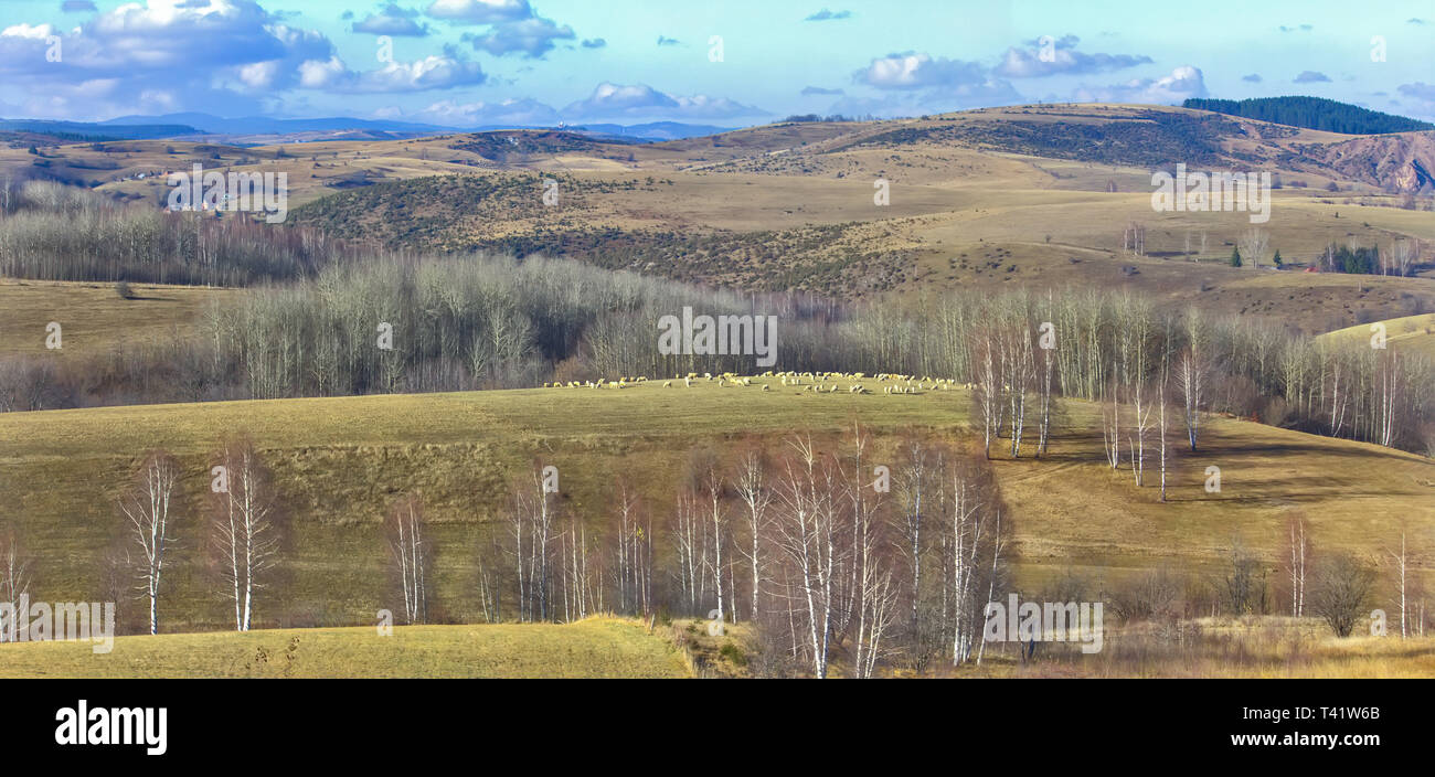 Panoramic view of Pester plateau landscape in southwest Serbia. Cows on ...