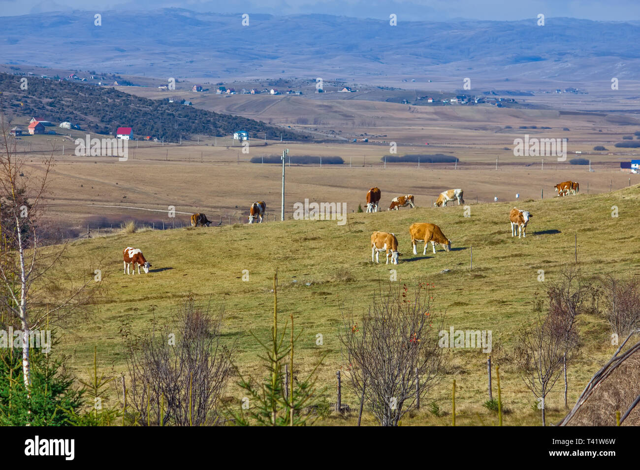 Panoramic view of Pester plateau landscape in southwest Serbia. Cows on ...