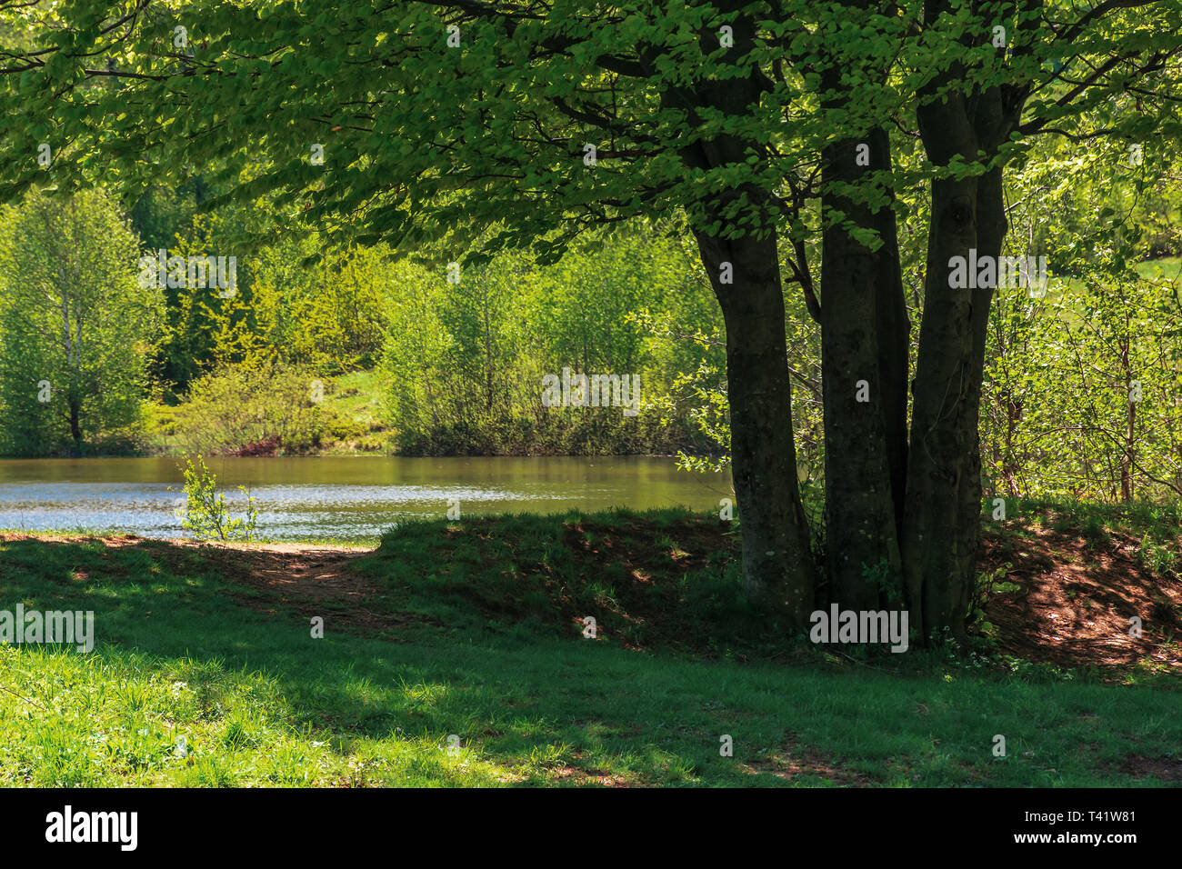 beech tree on the shore of a lake. beautiful summer nature scenery ...