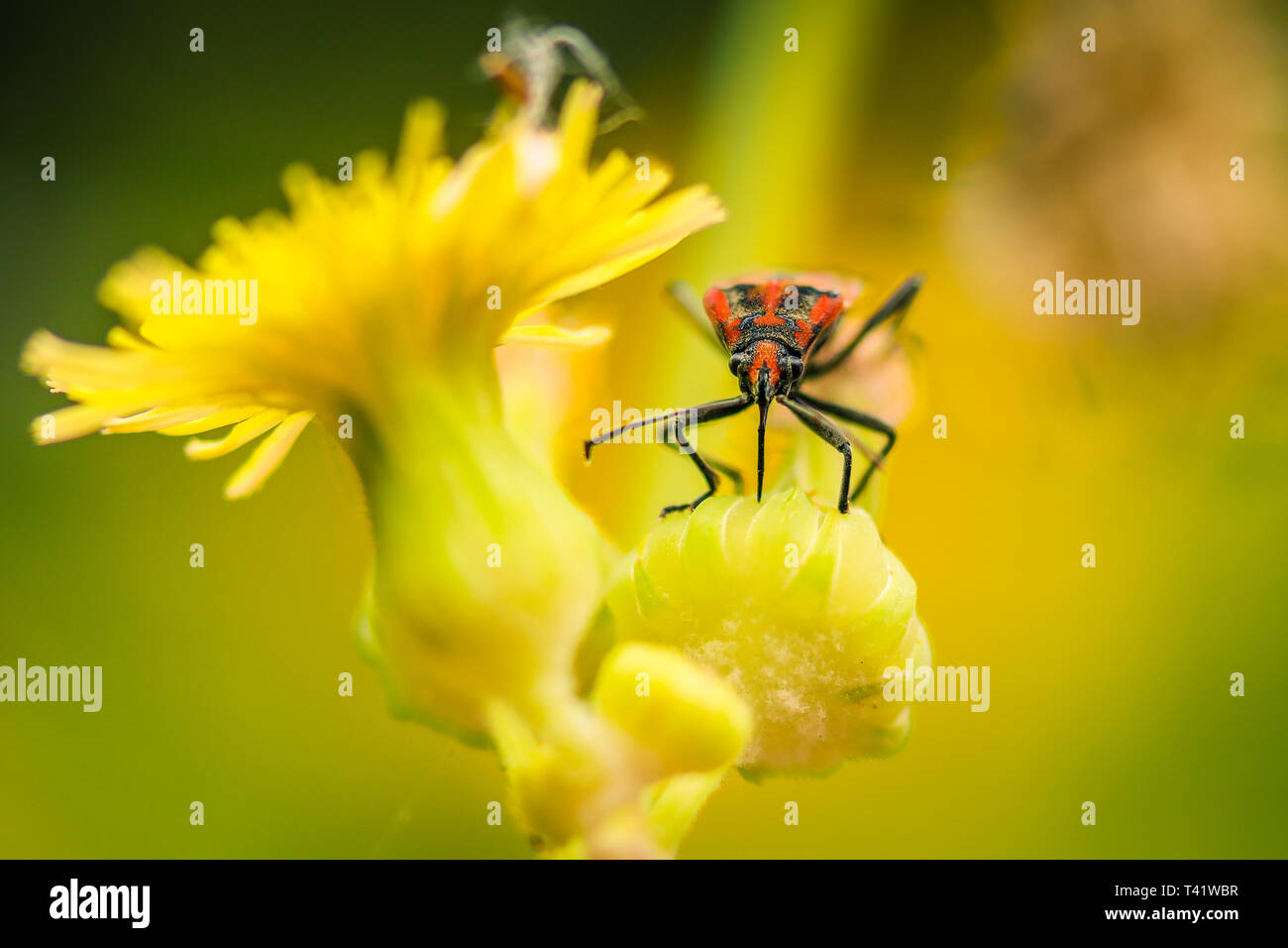 Small Milkweed Bug Stock Photo - Alamy