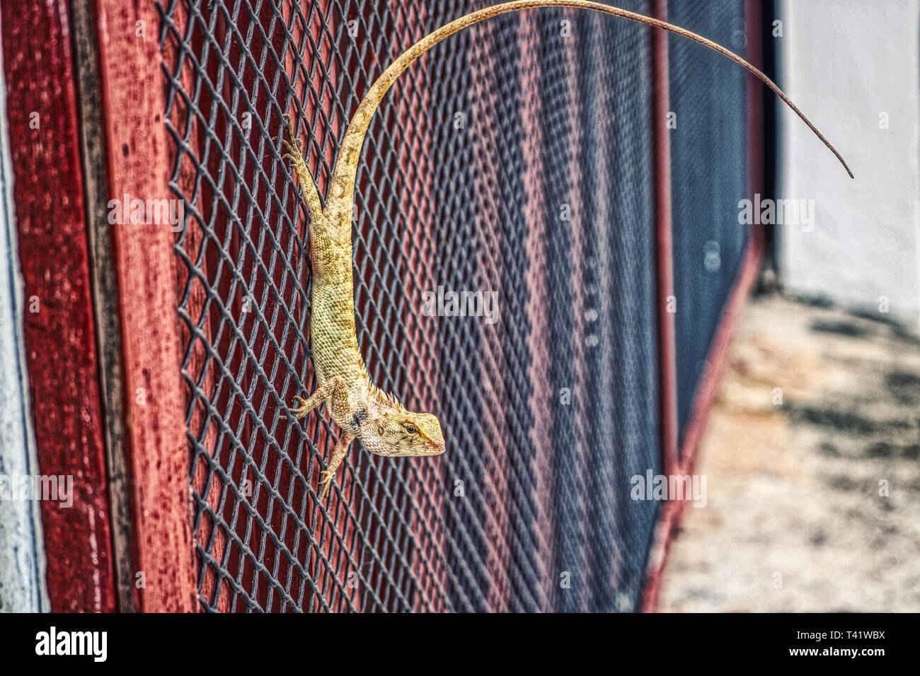 This unique photo shows a small Thai reptile hanging on a garden gate ...