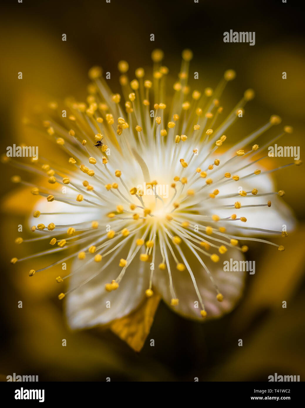 Macro flower pollen in garden Stock Photo - Alamy