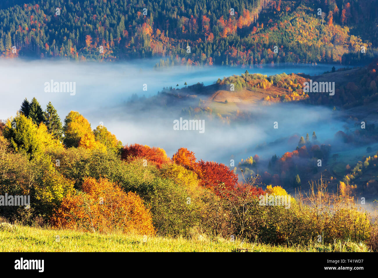 Autumn woods full bright colors hi-res stock photography and images - Alamy