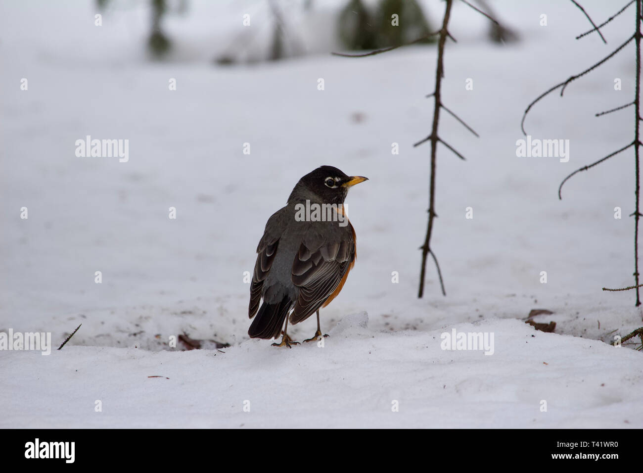 American robin feathers close up hi-res stock photography and images ...