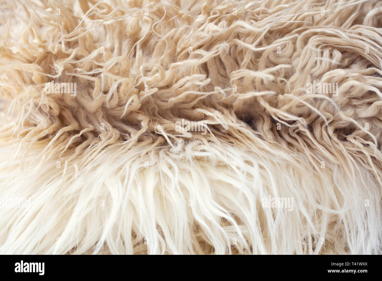 White soft wool texture background, cotton wool, light natural sheep ...