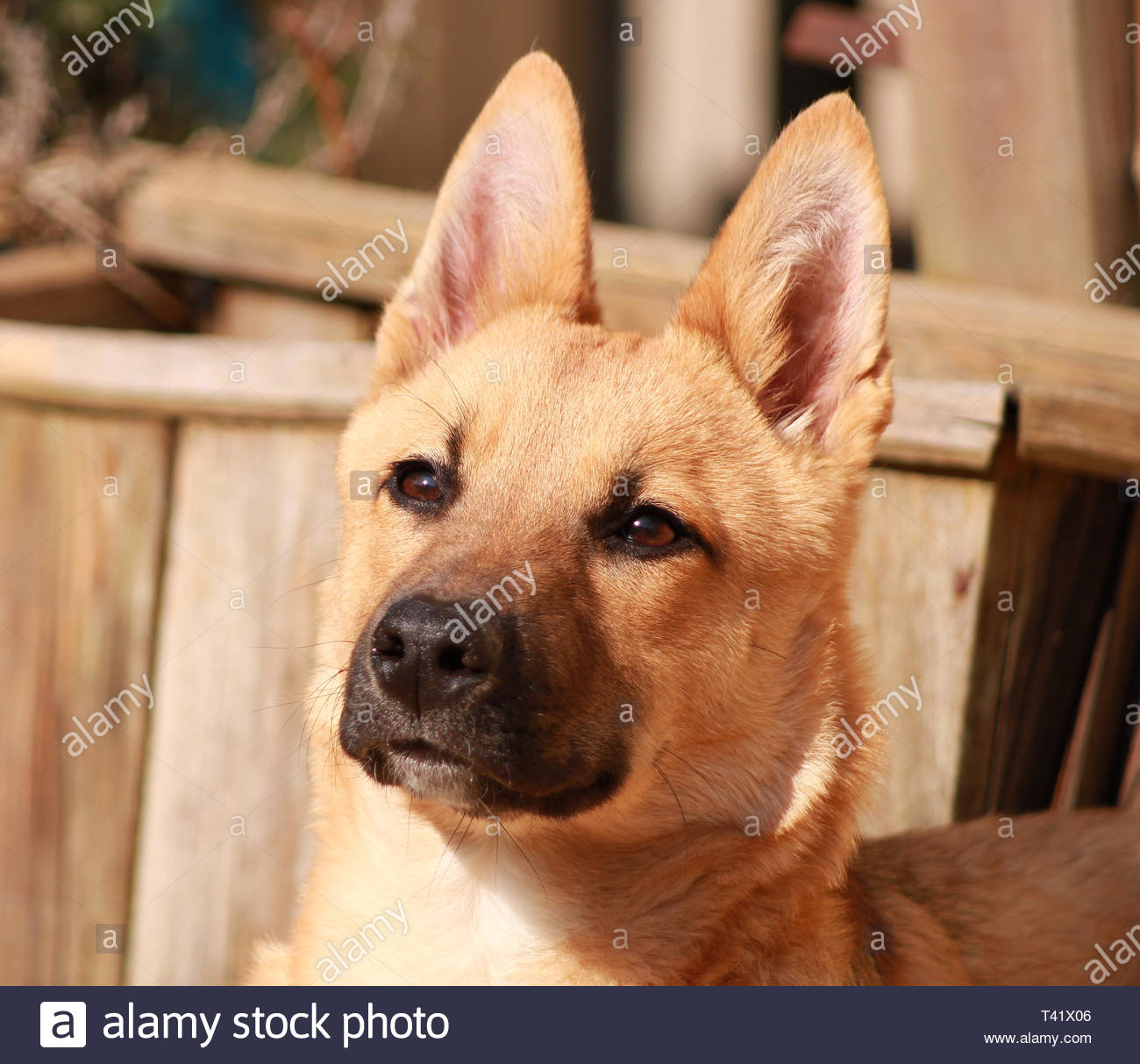 Amstaff Head Stock Photos & Amstaff Head Stock Images - Alamy