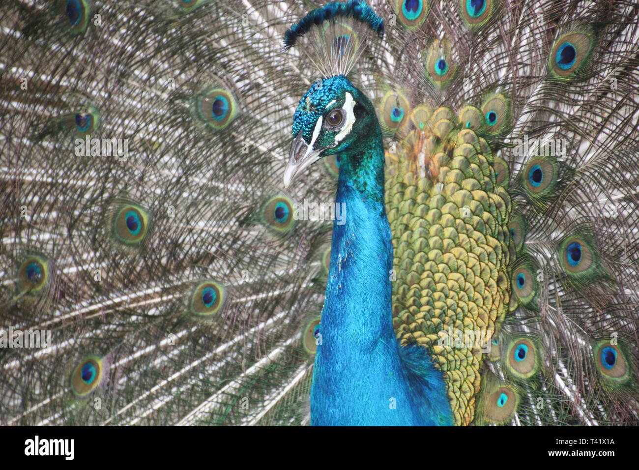 Tropical feathers hi-res stock photography and images - Alamy