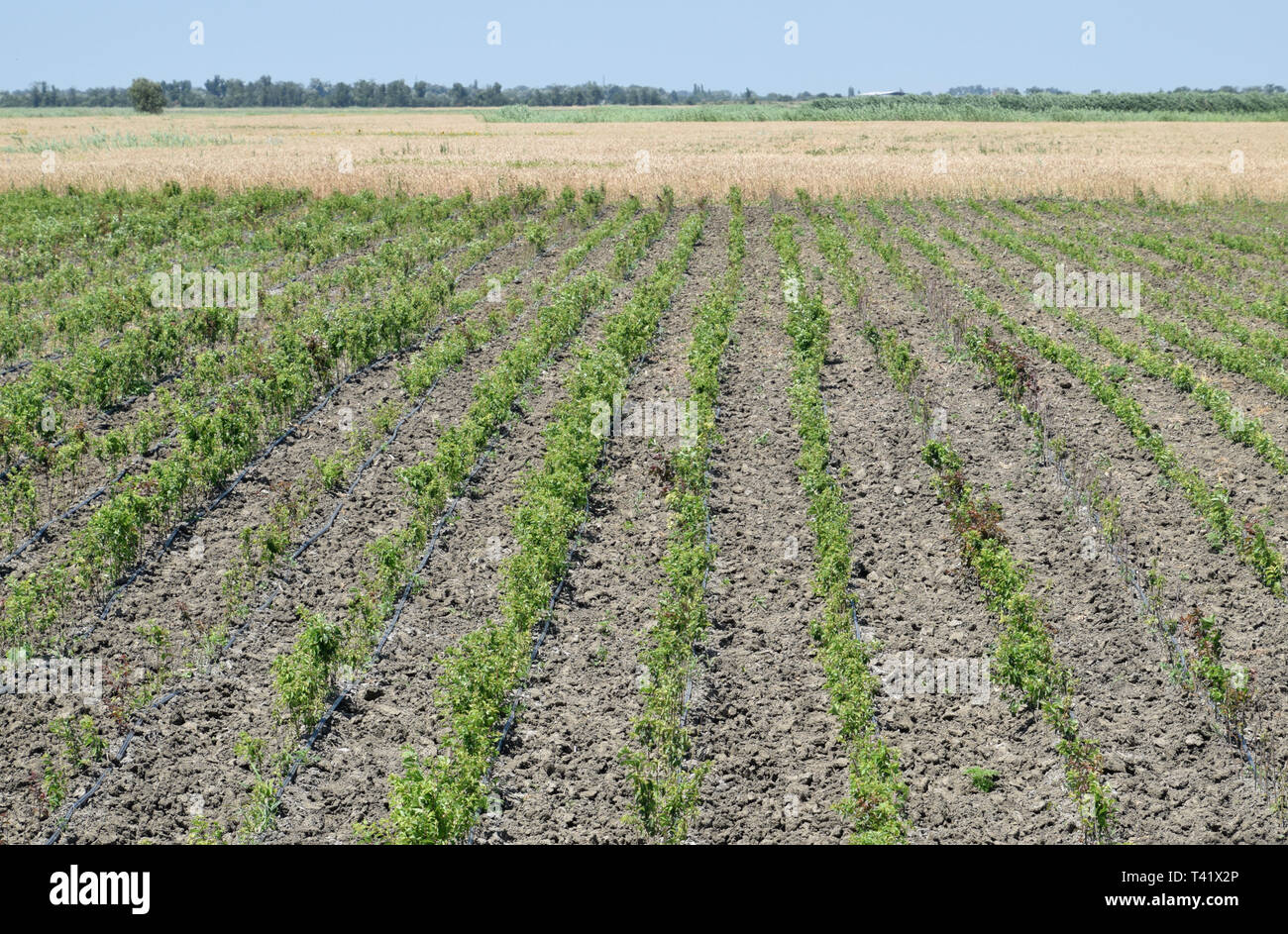Field with seedlings of fruit trees. Reproduction of fruit crops Stock ...