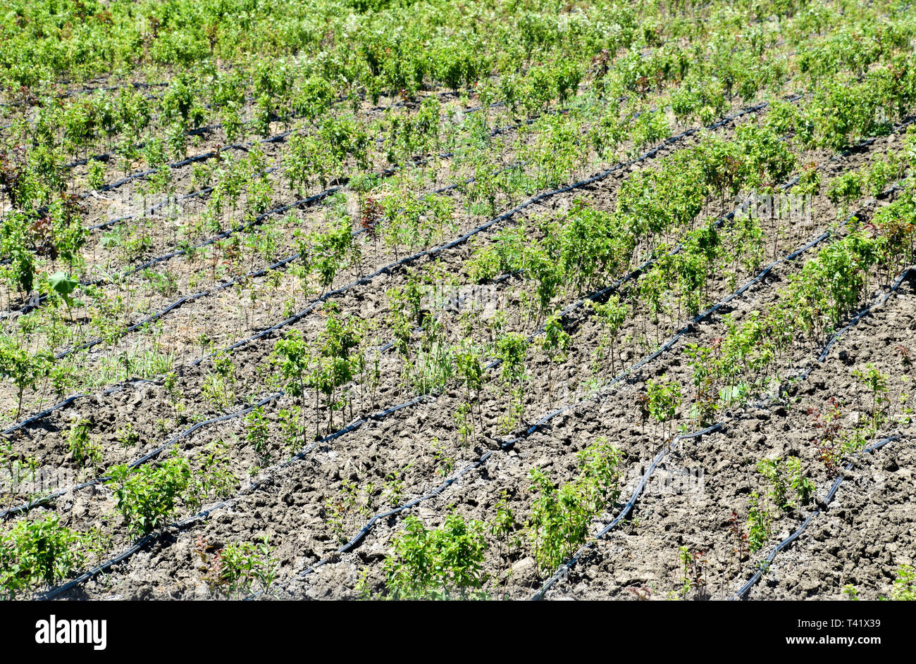 Field with seedlings of fruit trees. Reproduction of fruit crops Stock ...