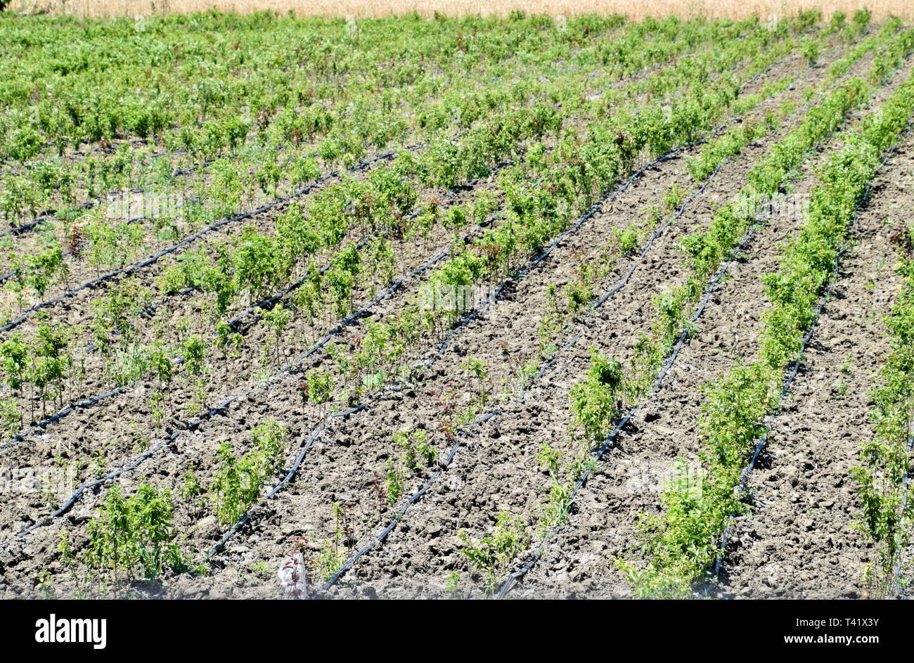 Field with seedlings of fruit trees. Reproduction of fruit crops Stock ...