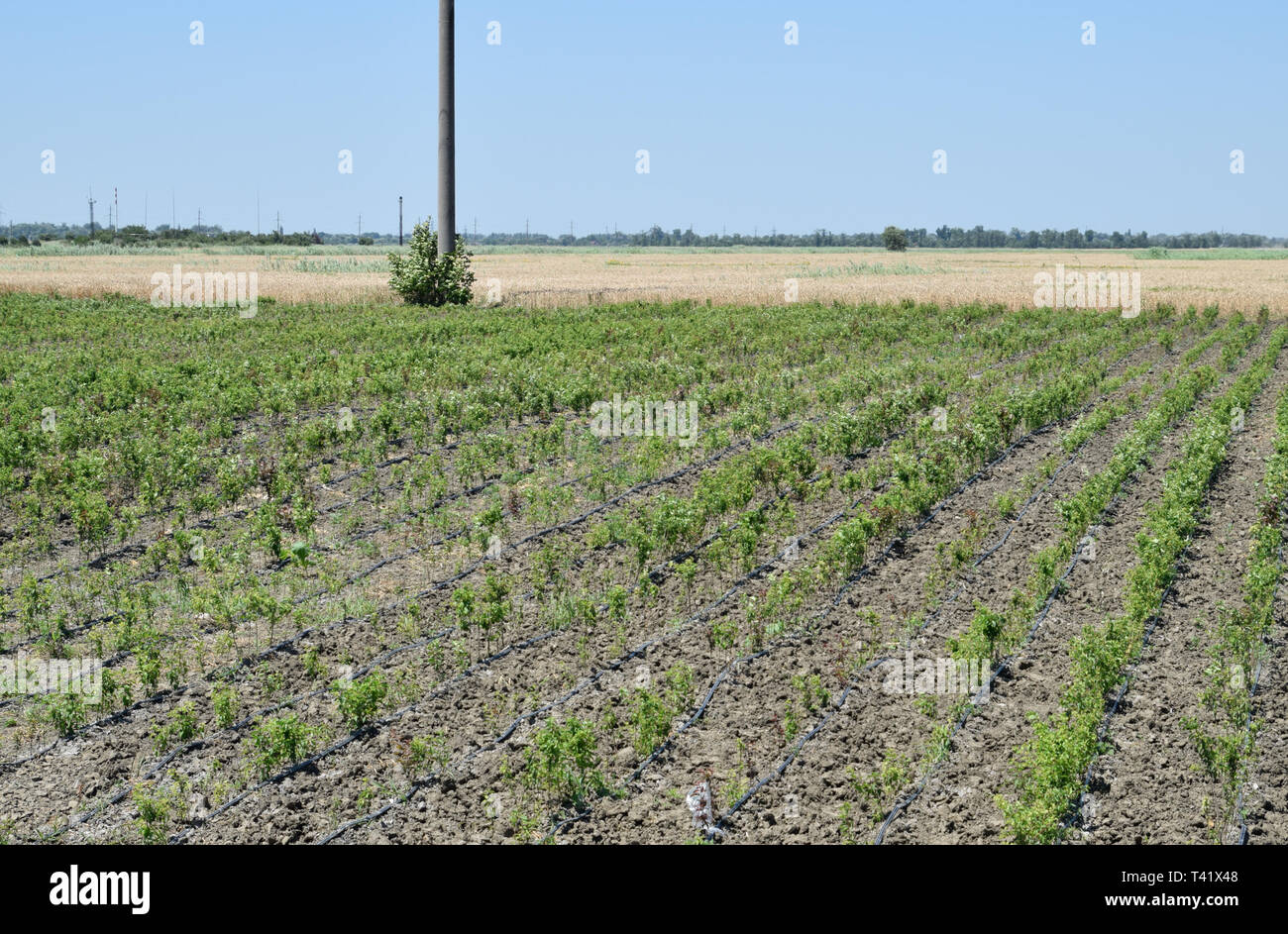 Field with seedlings of fruit trees. Reproduction of fruit crops Stock ...