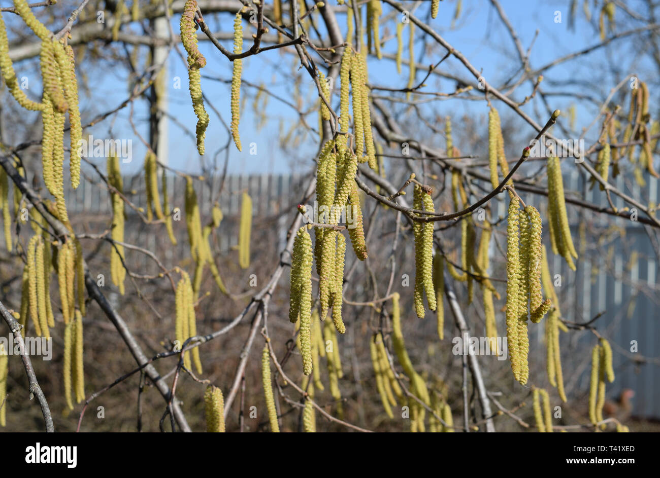 Flowering hazel hazelnut. Hazel catkins on branches Stock Photo - Alamy