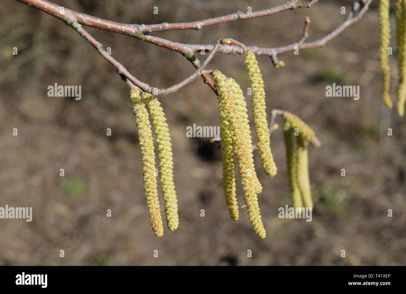 Flowering hazel hazelnut. Hazel catkins on branches Stock Photo - Alamy
