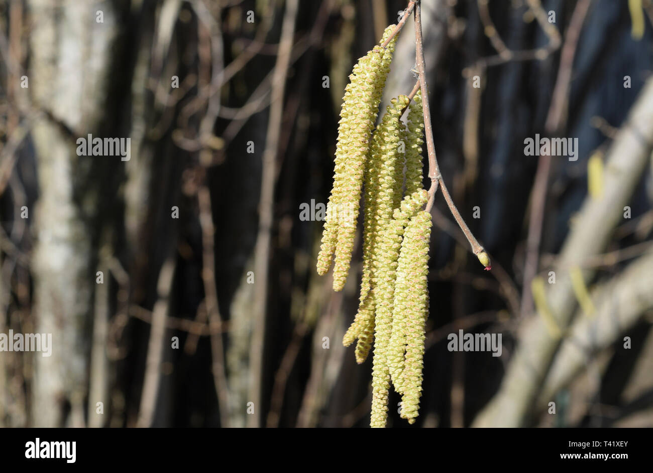 Lamb tail catkins hi-res stock photography and images - Alamy