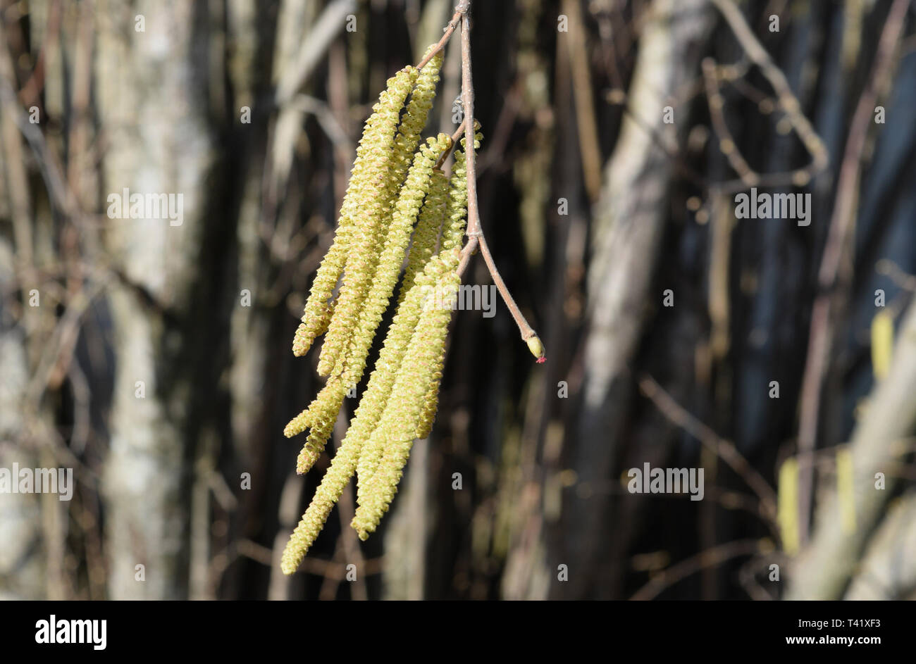 Flowering hazel hazelnut. Hazel catkins on branches Stock Photo - Alamy
