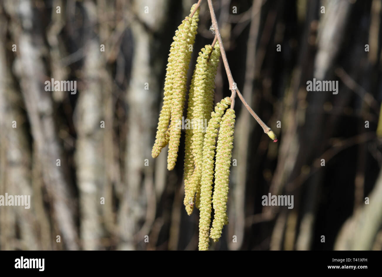 Flowering hazel hazelnut. Hazel catkins on branches Stock Photo - Alamy