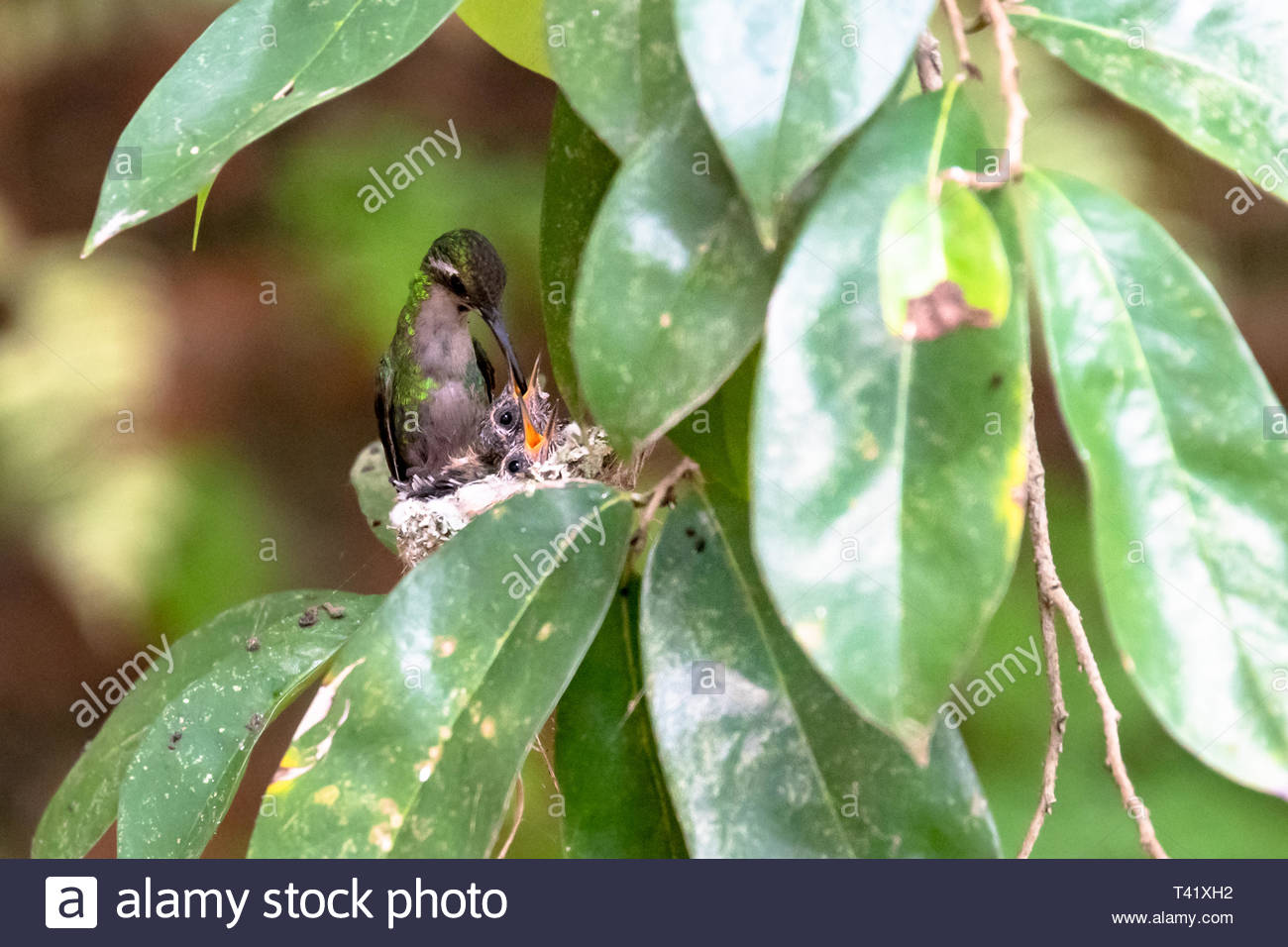 Zunzuncito High Resolution Stock Photography and Images - Alamy