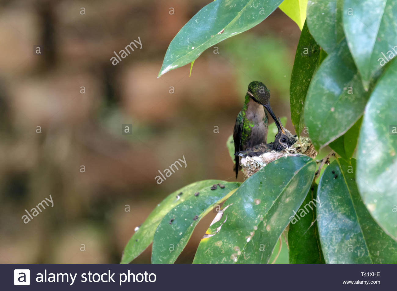 Cuban Bee Hummingbird Stock Photos & Cuban Bee Hummingbird Stock Images ...